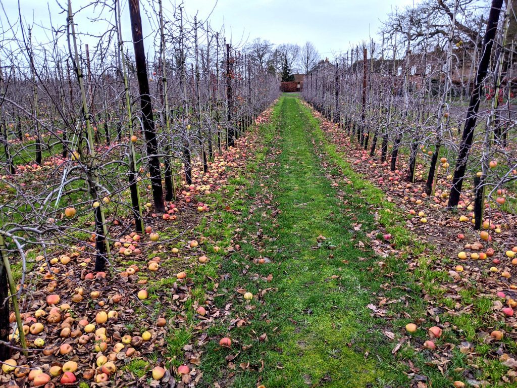 Food Waste in Apple Orchards – Outfield Technologies