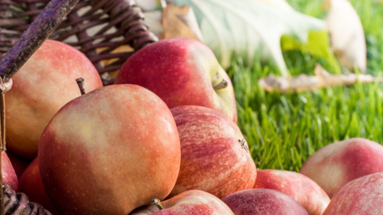 The History of Apples: A timeline of Apple Evolution – Outfield