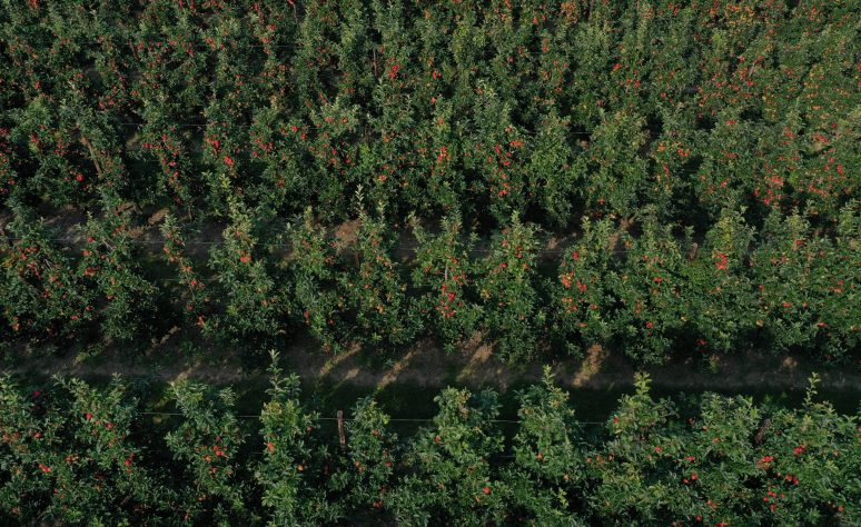 Crop Load Management – Outfield Technologies